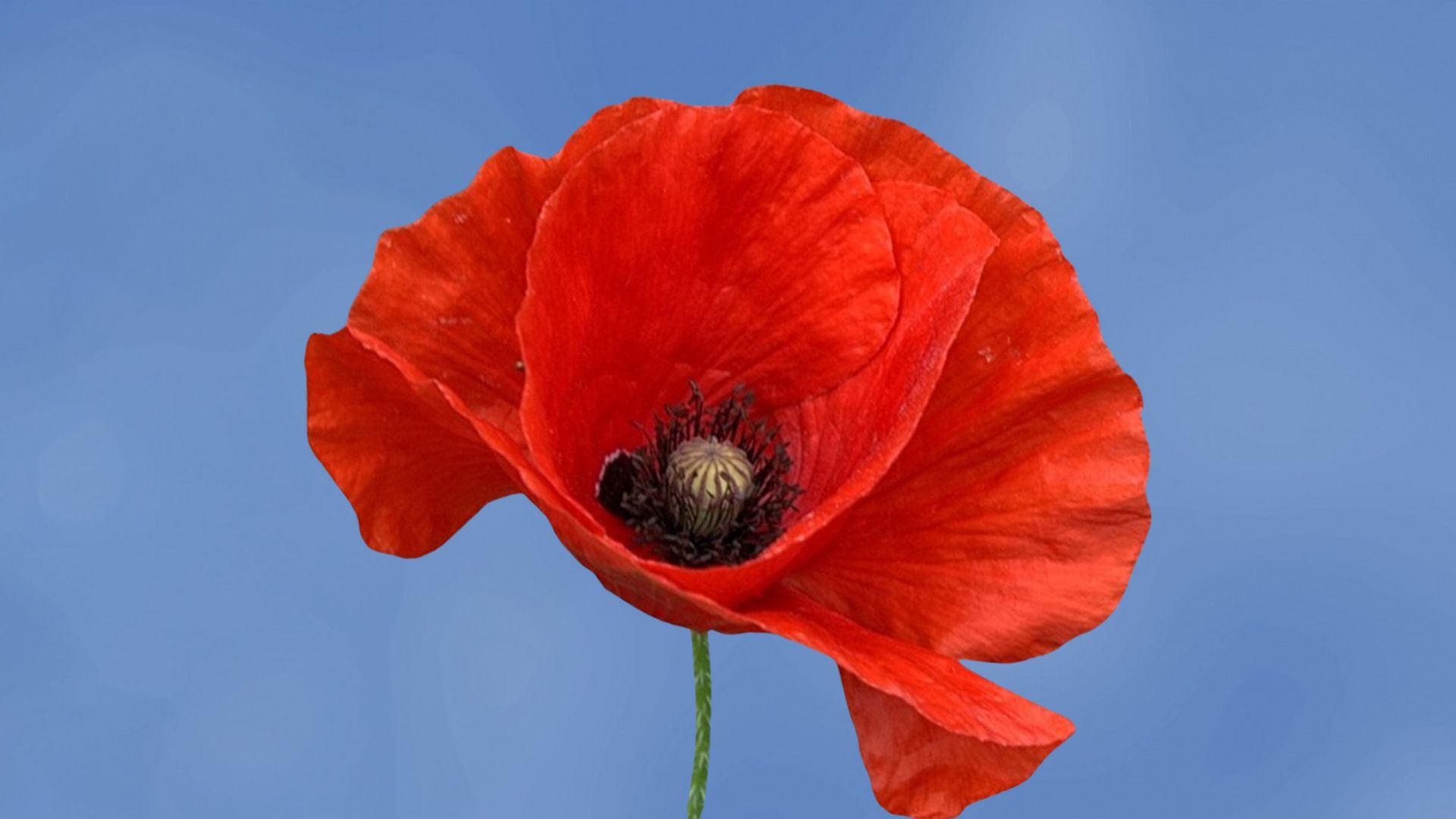 St. Nicolas Newbury : Remembrance Sunday 2025